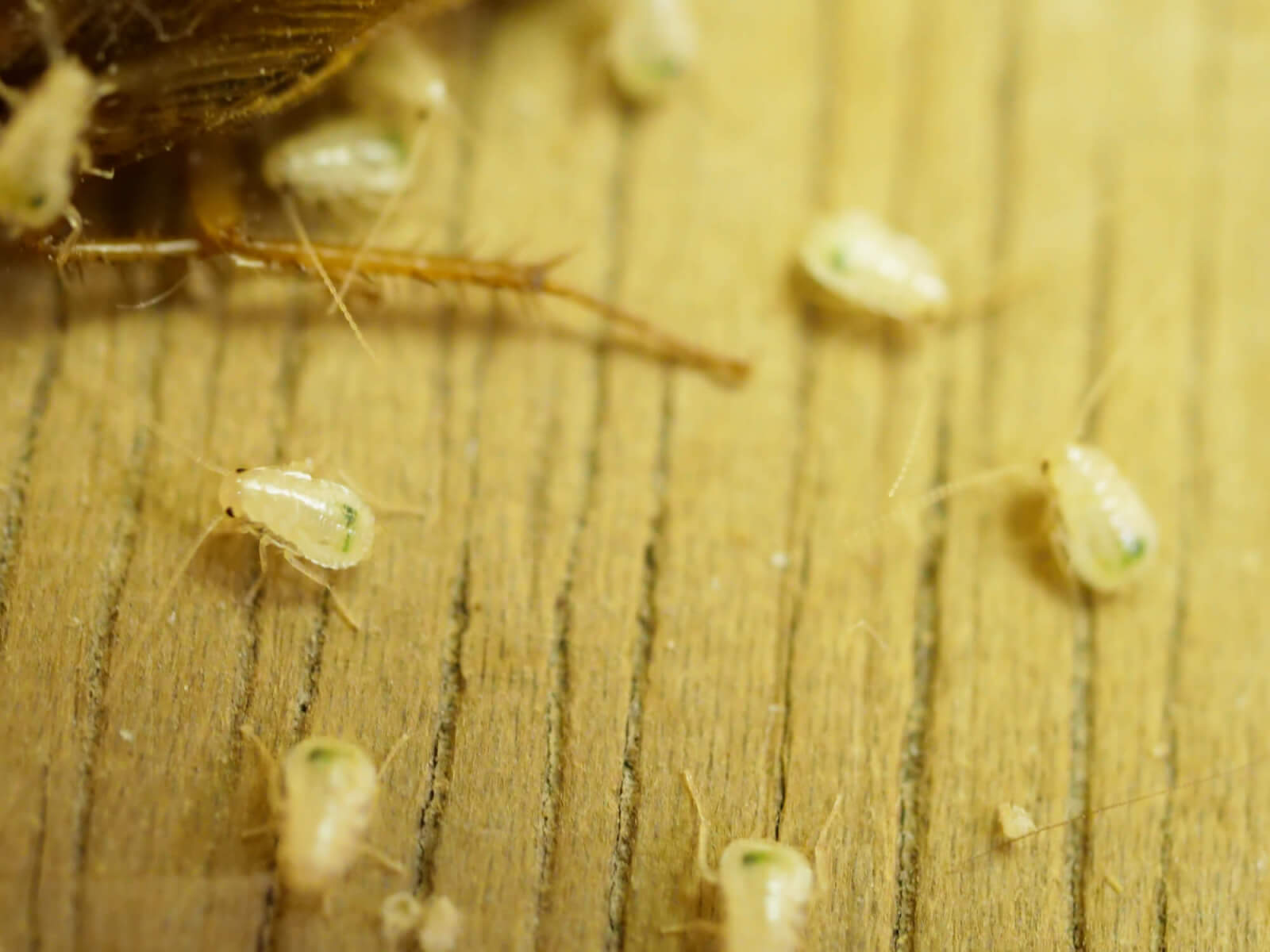 ゴキブリの赤ちゃんを見つけたらどうする？正しい駆除方法と業者選びのポイント