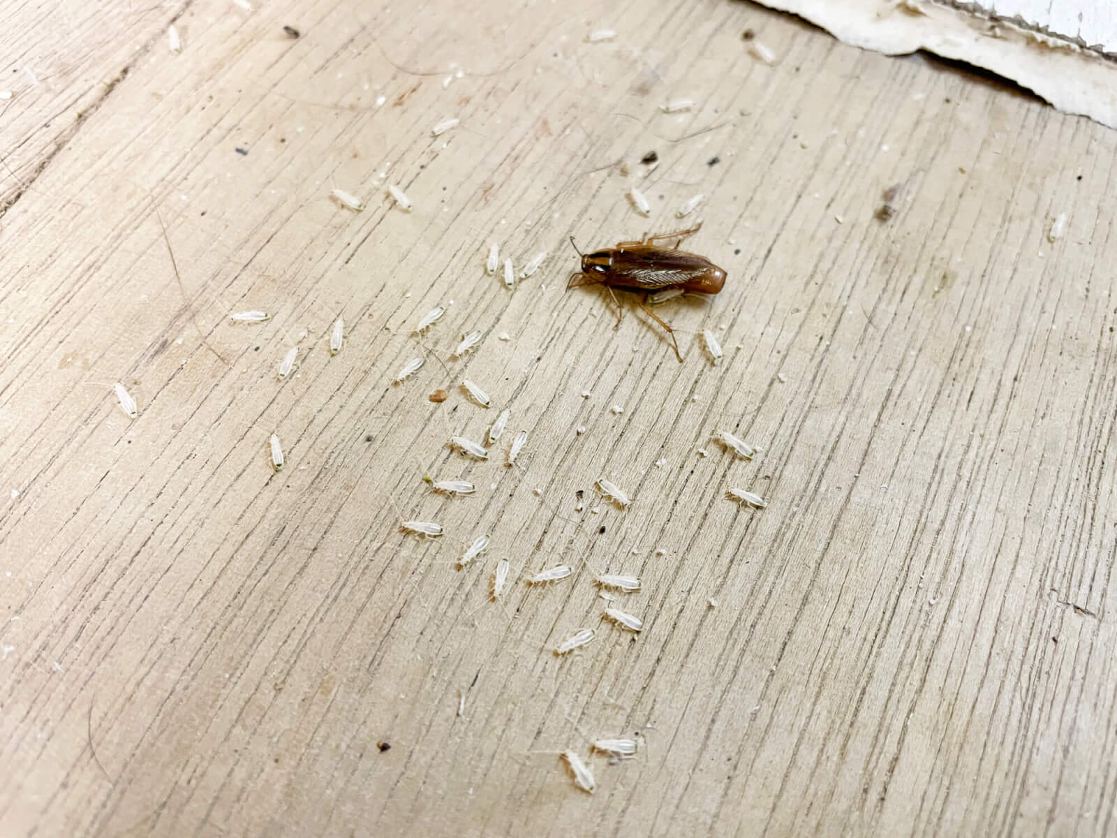 ゴキブリの赤ちゃんを見つけたらどうする？正しい駆除方法と業者選びのポイント